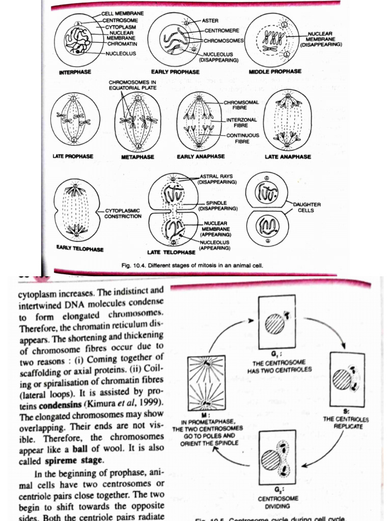 Cell Division | PDF