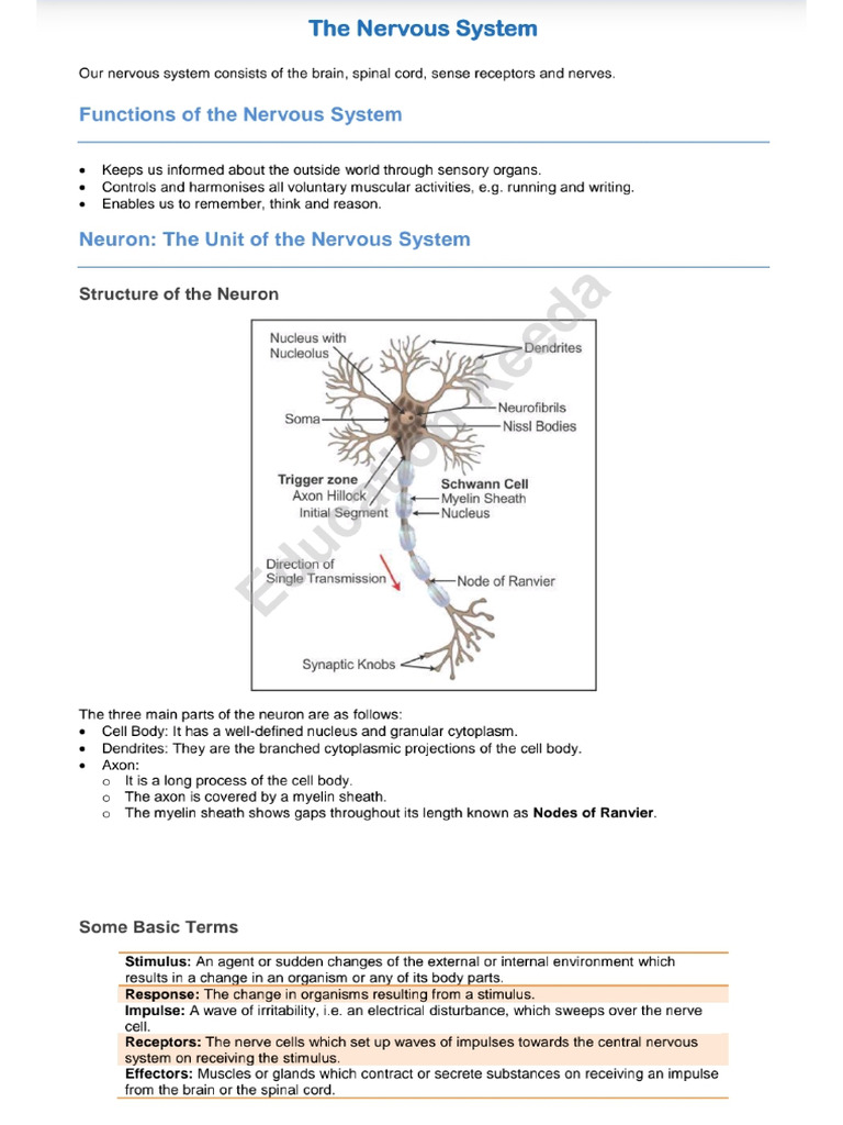 Nervous System & Sense Organs | PDF