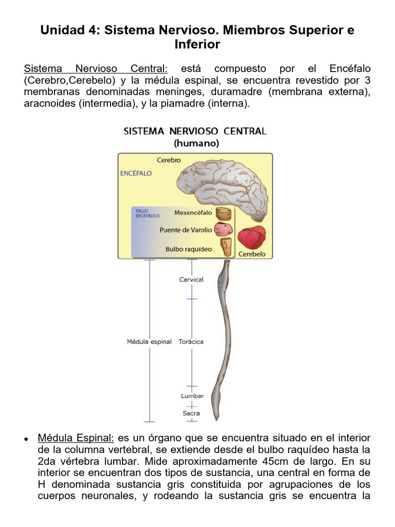 Anatomía Sistema Nervioso | PDF | Cerebro | Médula espinal