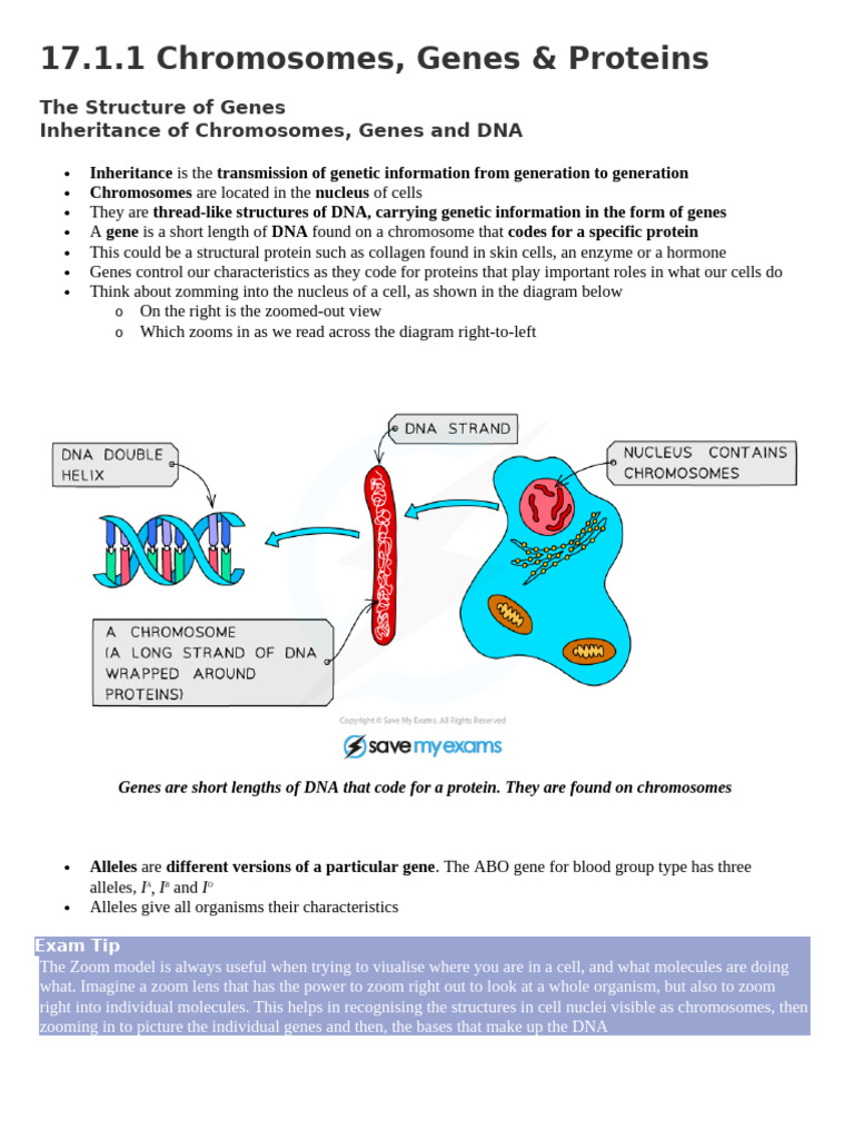Possible Genotypes in Family Pedigree | PDF | Dominance (Genetics ...