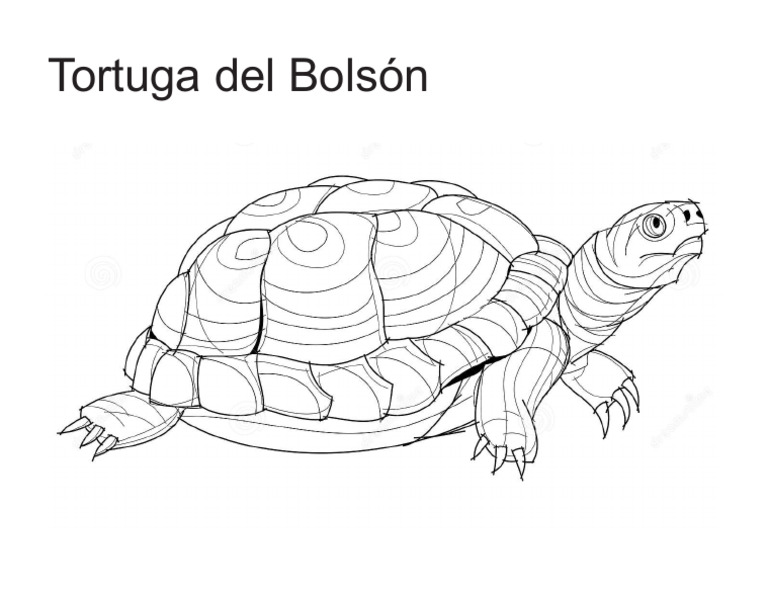 Tortuga Del Bolson | PDF