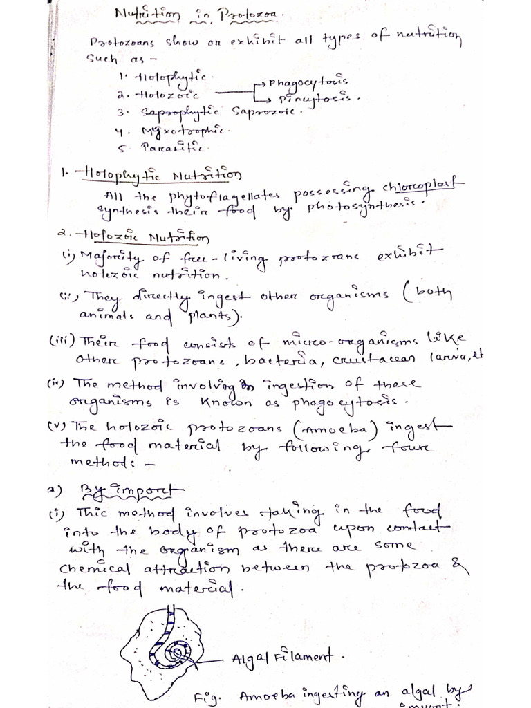 Nutrition in Protozoa | PDF