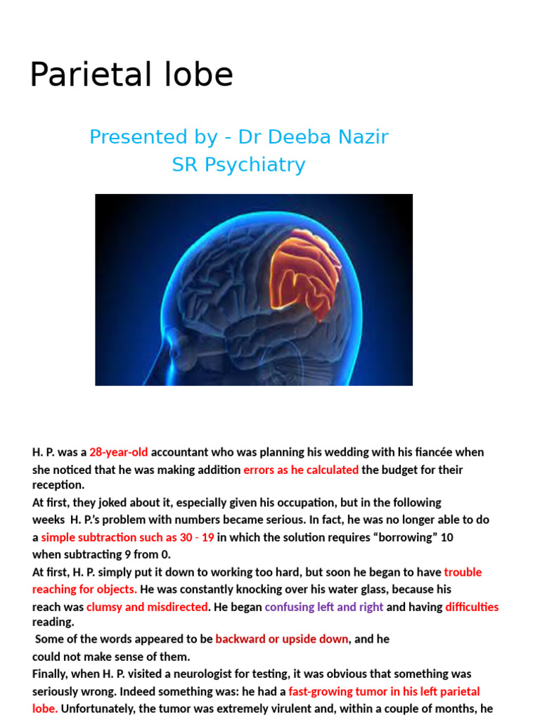 Parietal and Occipital Lobe | PDF | Parietal Lobe | Somatosensory System
