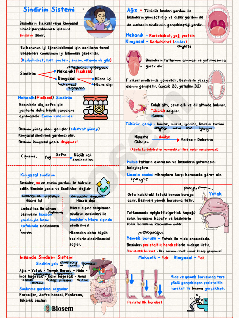 Sindirim-Sistemi-Biosem | PDF