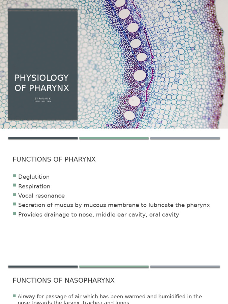 Physiology and Functions of the Pharynx | PDF | Human Head And Neck | Human Anatomy