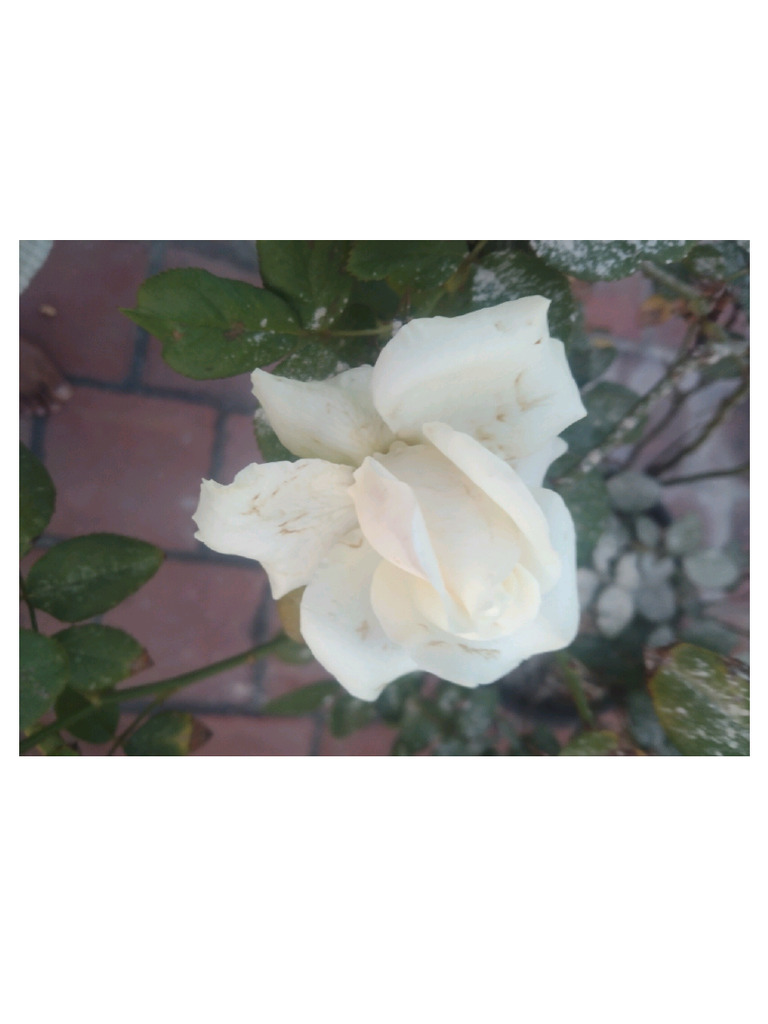 White Rose PDF | PDF