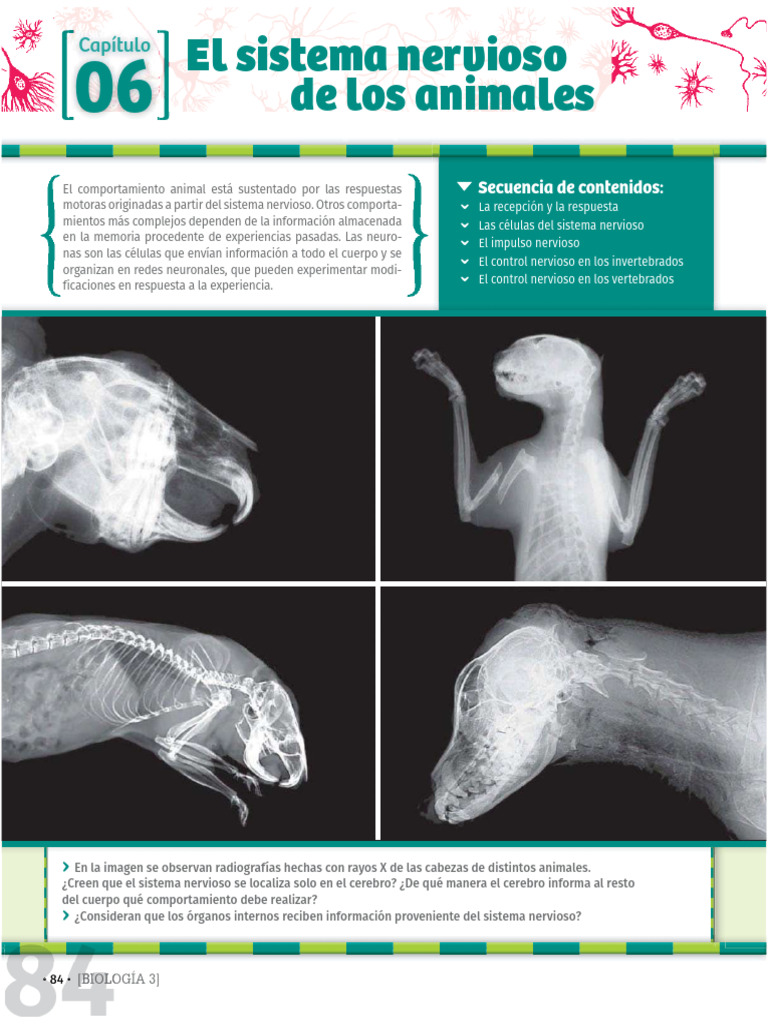 Cap 6 El Sistema nervioso de los animales_compressed | PDF | Sinapsis | Sistema nervioso