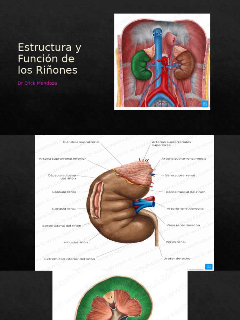 Estructura y Función de los Riñones | PDF | Riñón | Sistema urinario