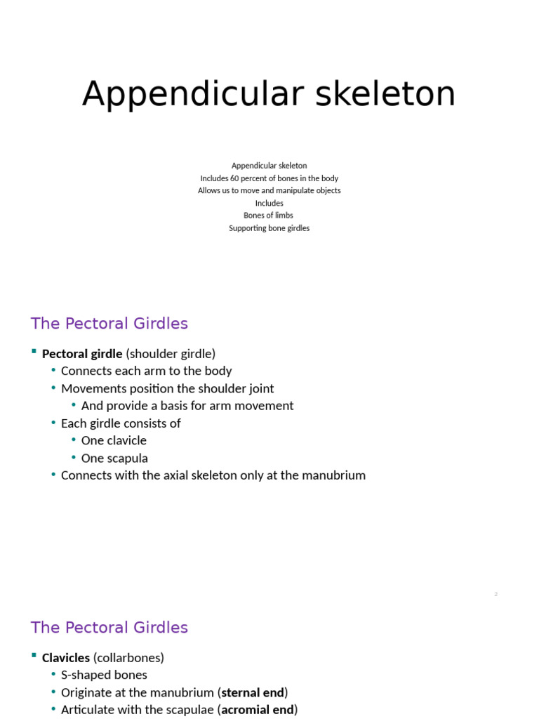 Anatomy of the Appendicular Skeleton | PDF | Pelvis | Hip