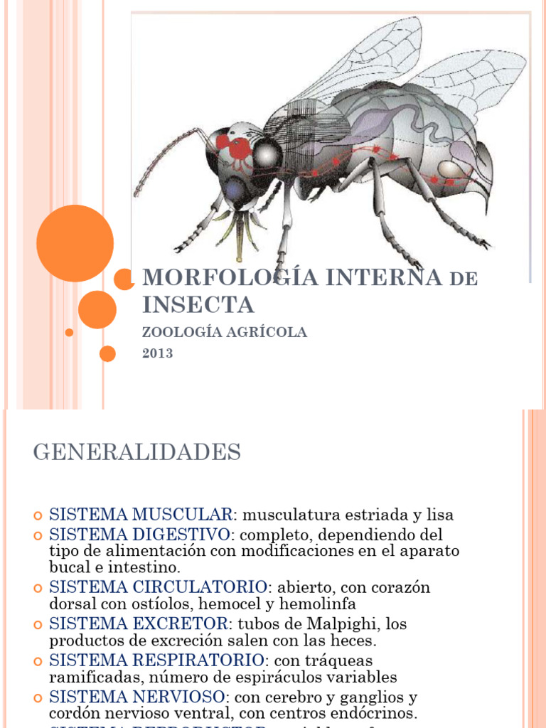 Morfología Interna de Insectos: Sistemas Biológicos | PDF | Sinapsis ...