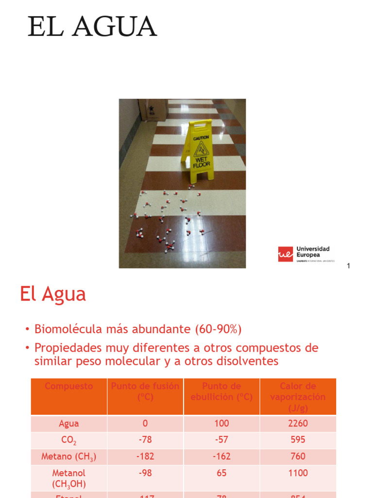 T1a El Agua | PDF | Propiedades del agua | Agua