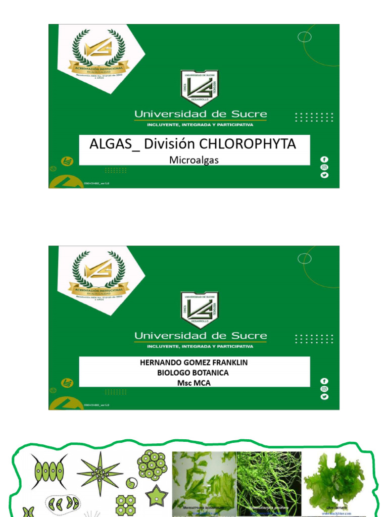 Division Chlorophyta - 2025 - 1 - 250227 - 091805 | PDF | Plantas | Algas