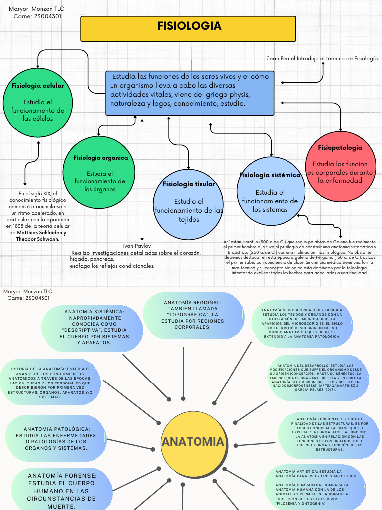 Mapa Conceptual Anatomia y Fisiologia | PDF | Fisiología | Anatomía