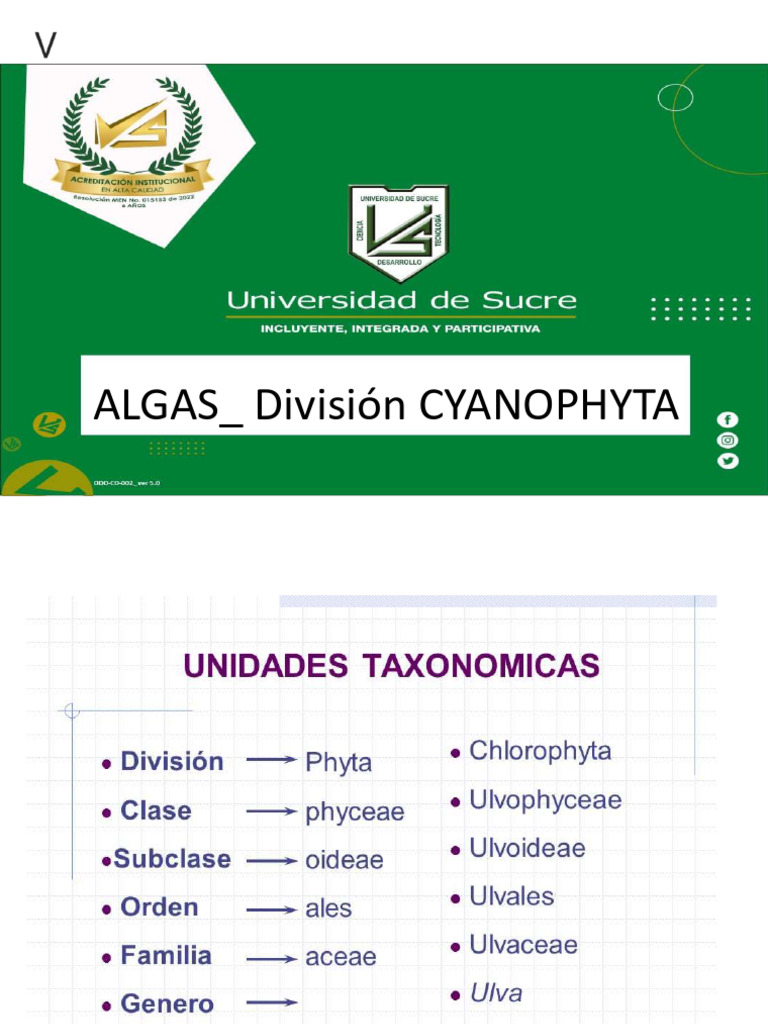 Division Cyanophyta 2025-1 - 250227 - 091824 | PDF | Cianobacterias | Algas