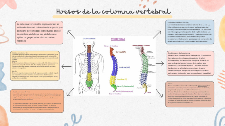 Anatomía de las vértebras: Lumbares, Cervicales y Sacras | PDF ...