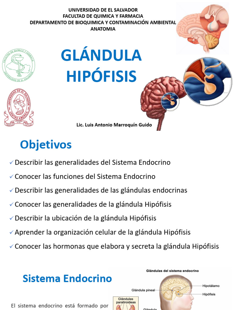 Anatomía y Funciones de la Hipófisis | PDF | Sistema endocrino ...