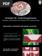 ODONTOGENESIS | PDF | Diente | Anatomia dental