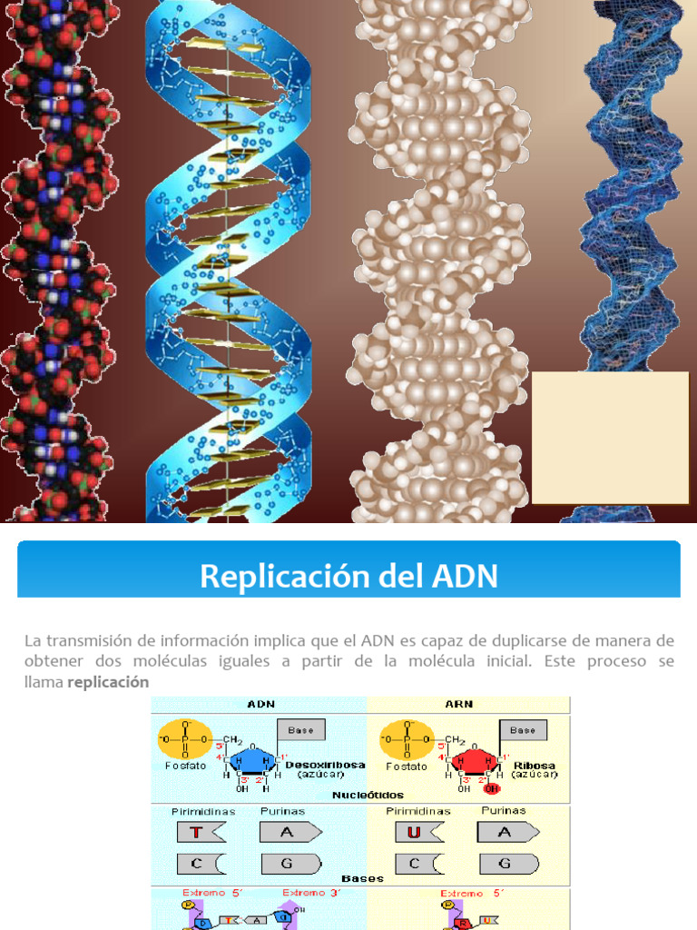 Dogma Central de la Biolog-a Molecular | PDF | Traducción (biología) | Rna