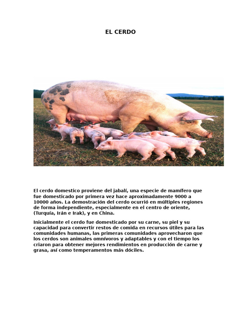 Taller El Cerdo | PDF | Carne | Cerdo