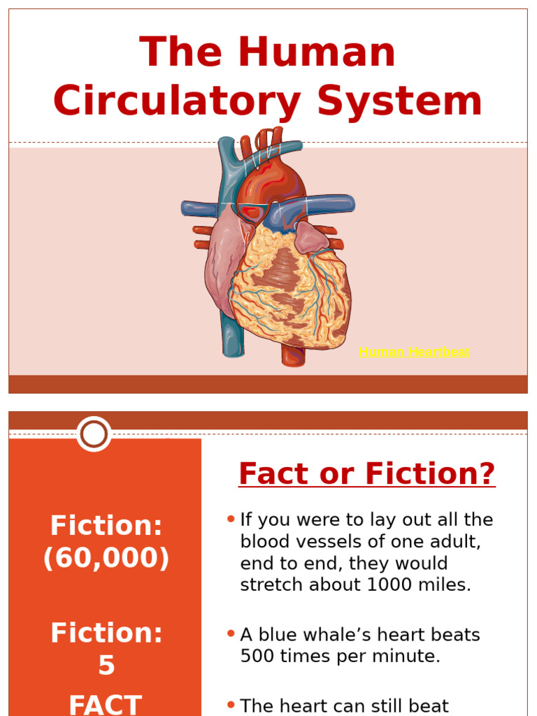 Human Circulatory System Overview | PDF | Heart | Artery