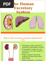 ? Excretion - Grade 11 Life Sciences | PDF