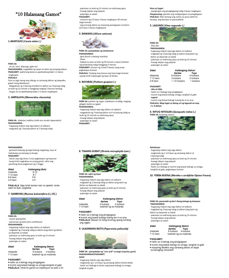 “10 Halamang Gamot”: 5. LAGUNDI (Vitex negundo L.)