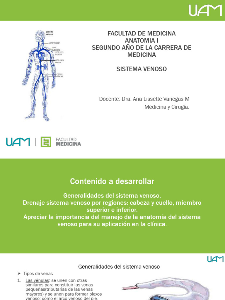 Anatomía del Sistema Venoso | PDF | Vena | Mano