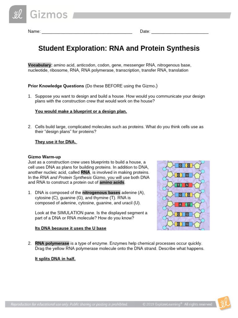 Gizmo_RNAProteinSynthesisSE Copy Copy | PDF | Translation (Biology) | Rna