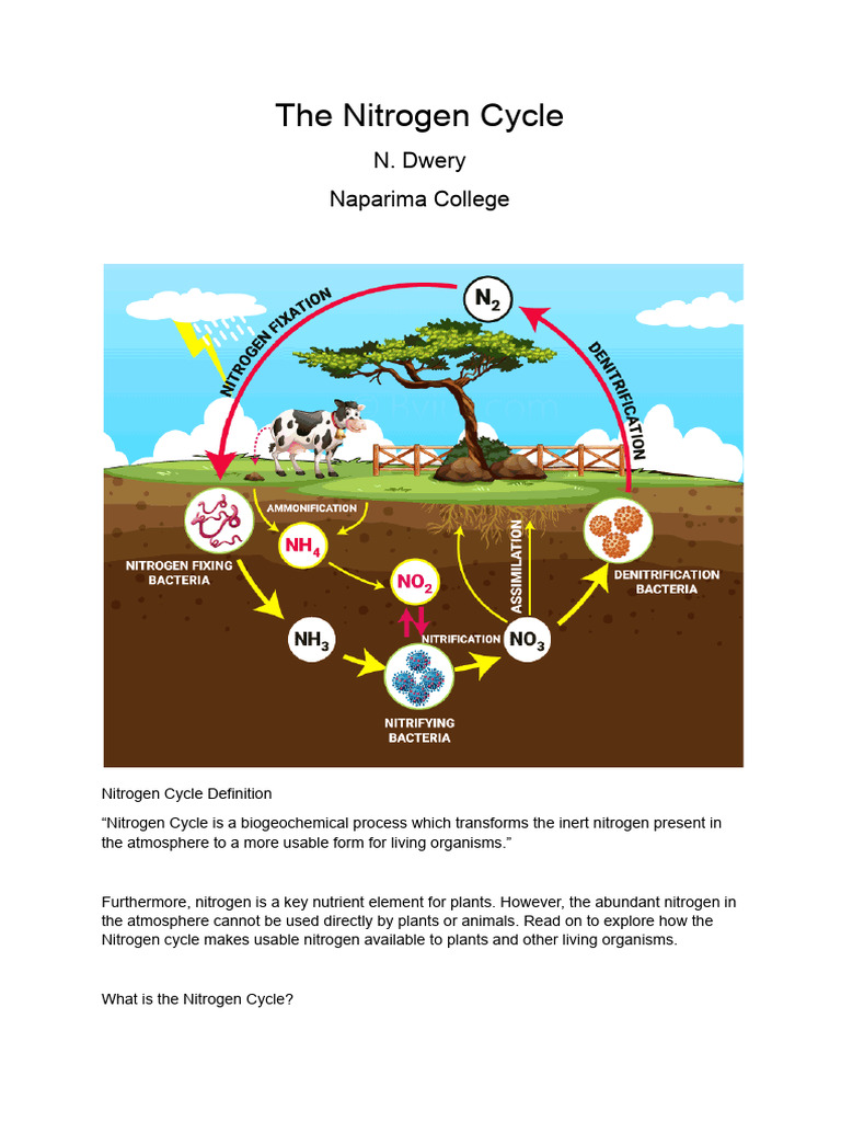 Understanding the Nitrogen Cycle | PDF | Nitrogen | Nitrate