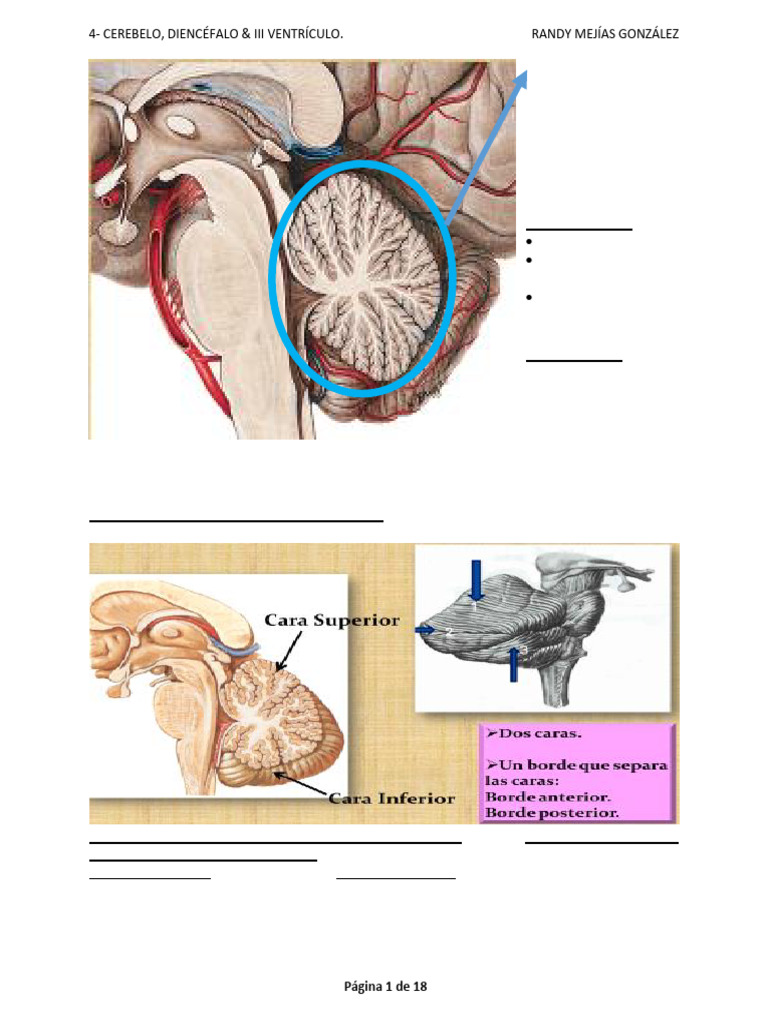 4 - Cerebelo, Diencéfalo & Iii Ventrículo | PDF | Cerebelo | Hipotálamo
