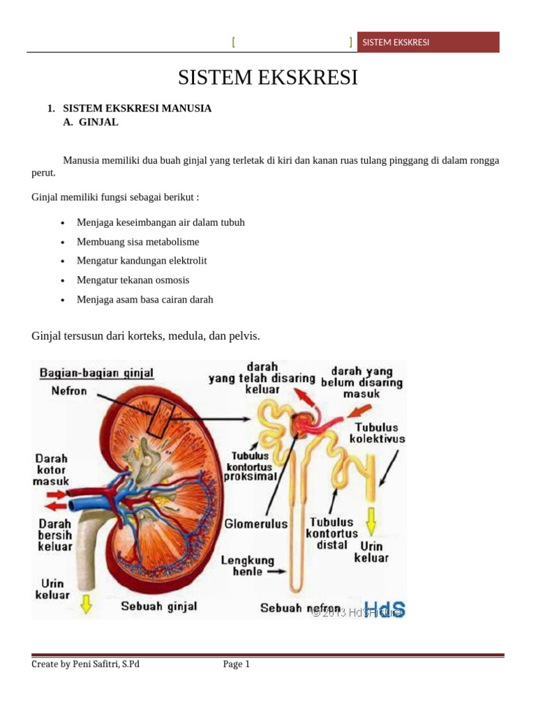 Bab 2 Sistem Ekskresi | PDF