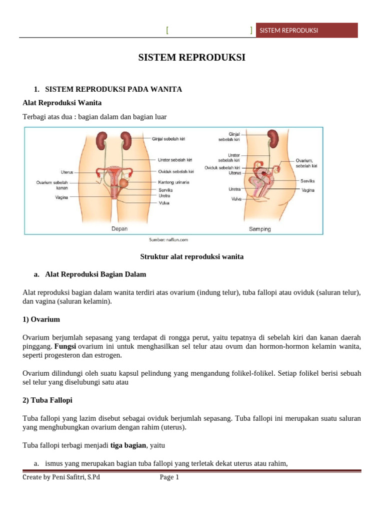 BAB 3 SISTEM REPRODUKSI | PDF