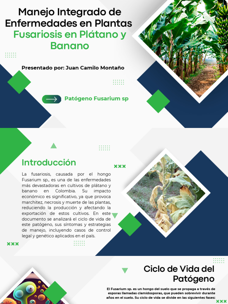 Trabajo Manejo Integrado de Enfermedades en Plantas | PDF | Agricultura