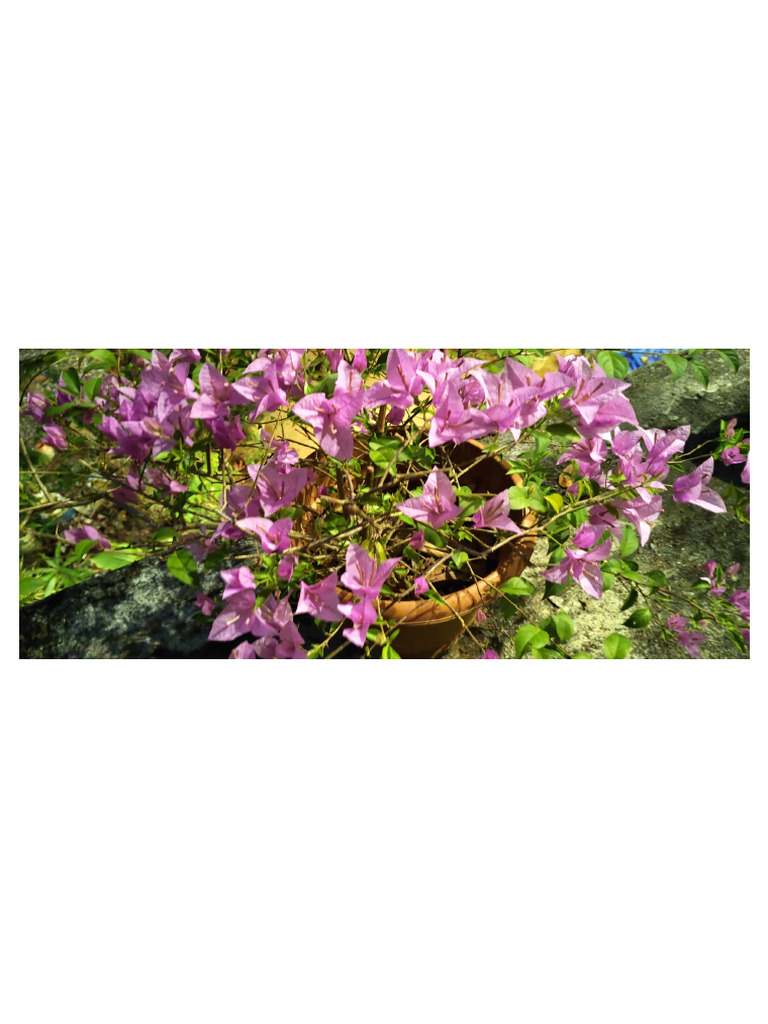 PDFGallery 20250320 082534 | PDF