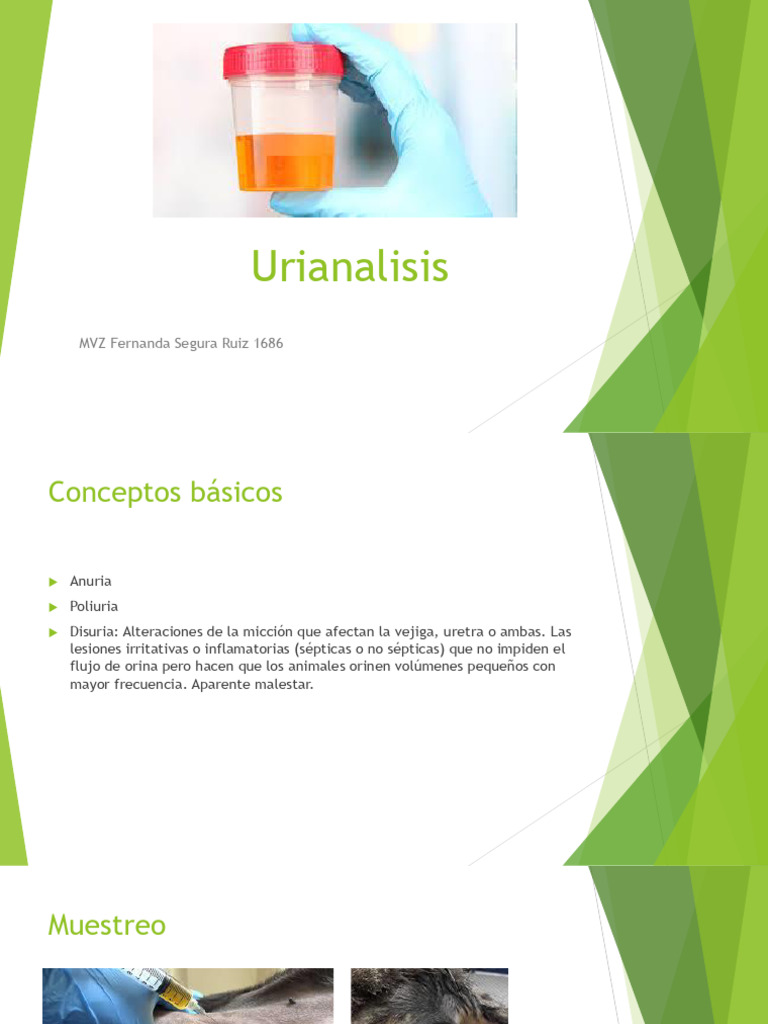 Análisis de Orina: Hipostenuria y Más | PDF | Sistema urinario ...