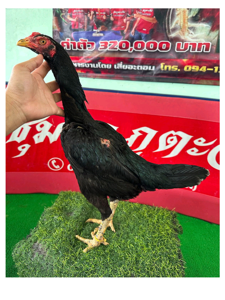 PDF Gallery - 20250320 - 100703 | PDF