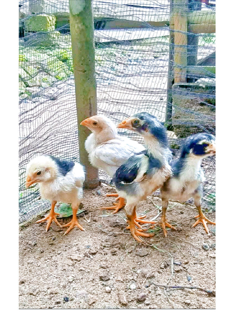 PDF Gallery - 20250320 - 100922 | PDF