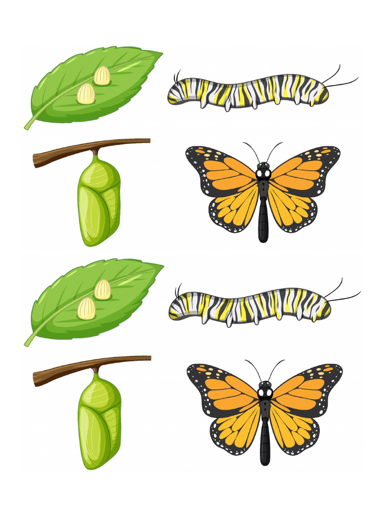 Animal Life Cycle | PDF