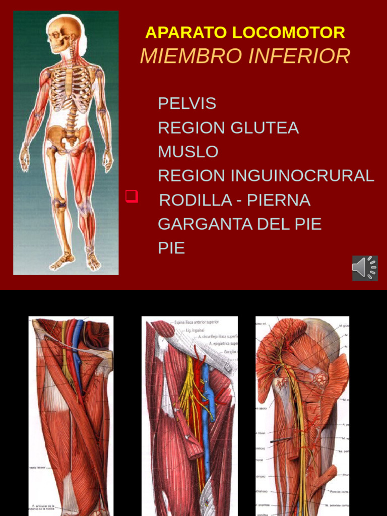 9 - Rodilla-Pierna | PDF | Rodilla | Anatomía del miembro inferior