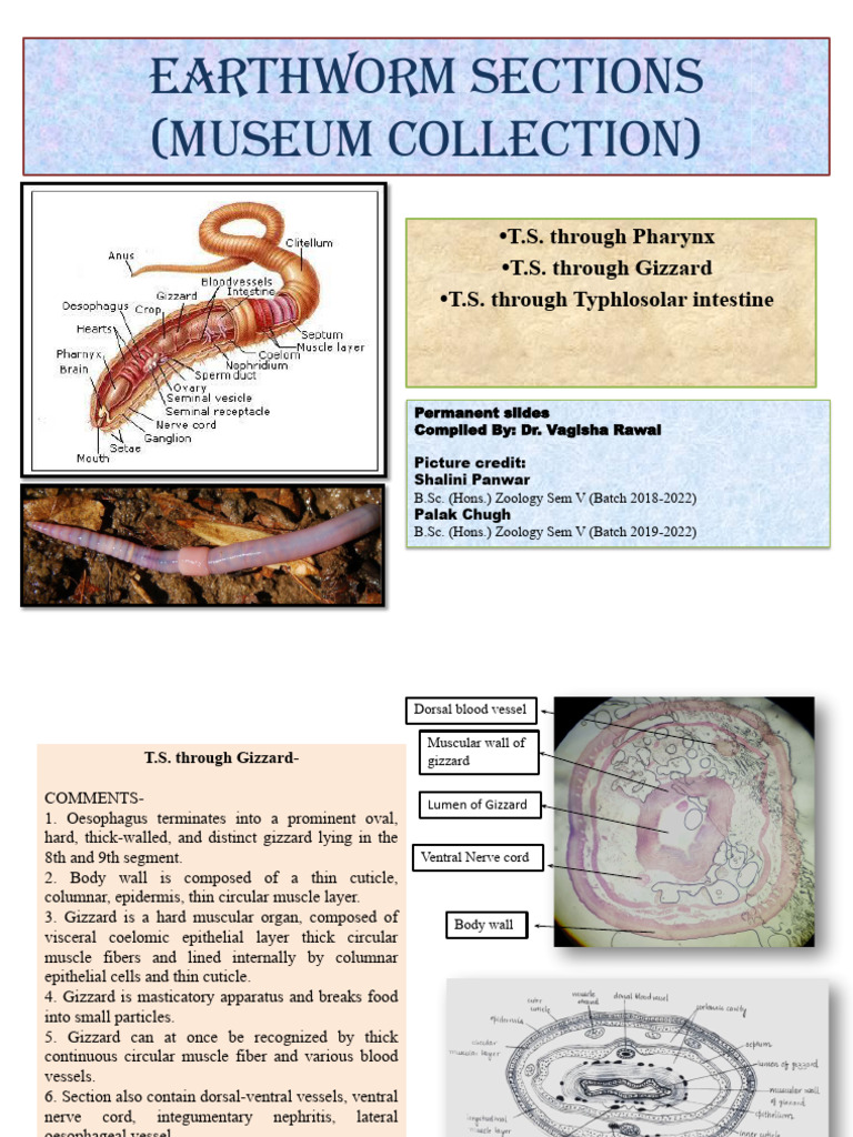 Earthworm Anatomy: Gizzard, Intestine, Pharynx | PDF | Epithelium | Biology