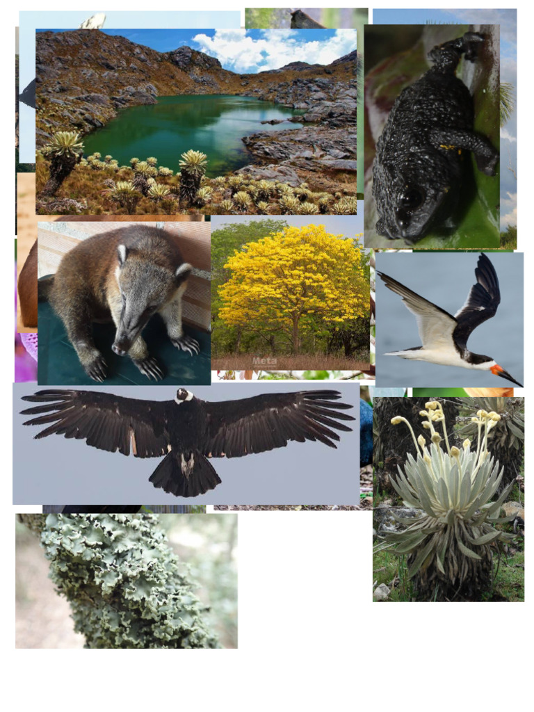 Selva Humeda Tropical, Sabana, Paramo y Nival | PDF