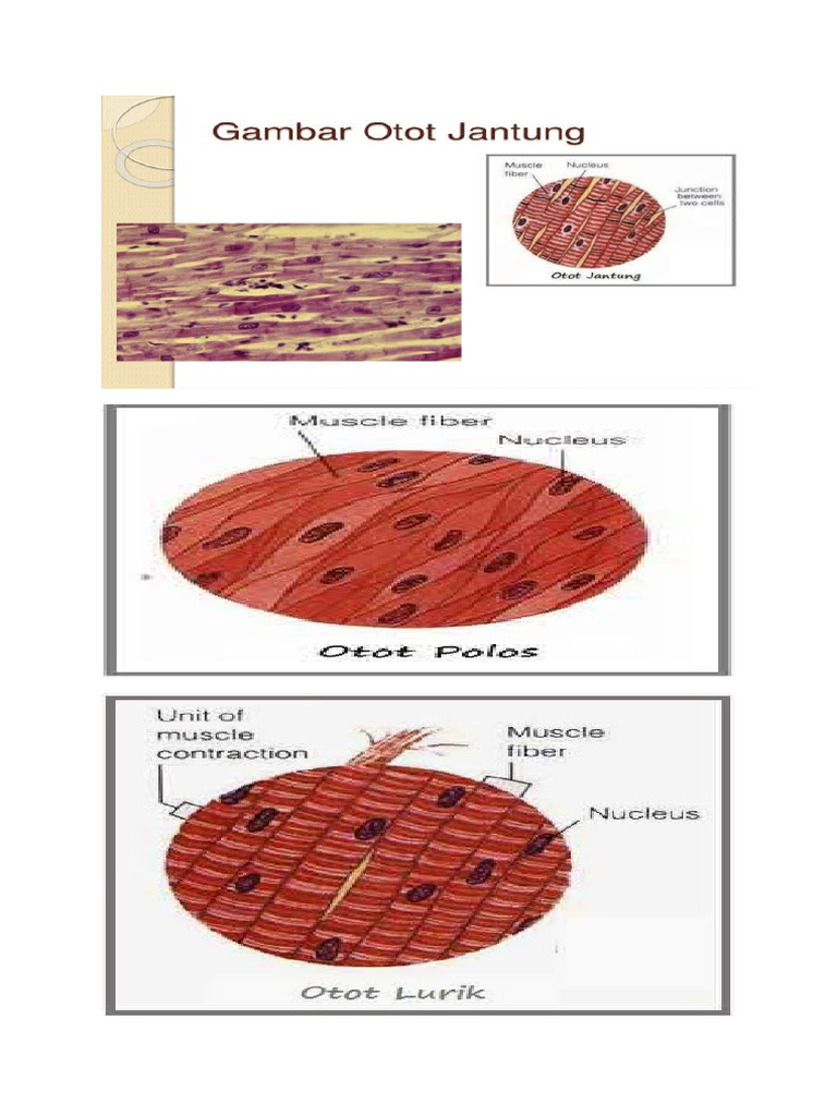 Jaringan Otot | PDF