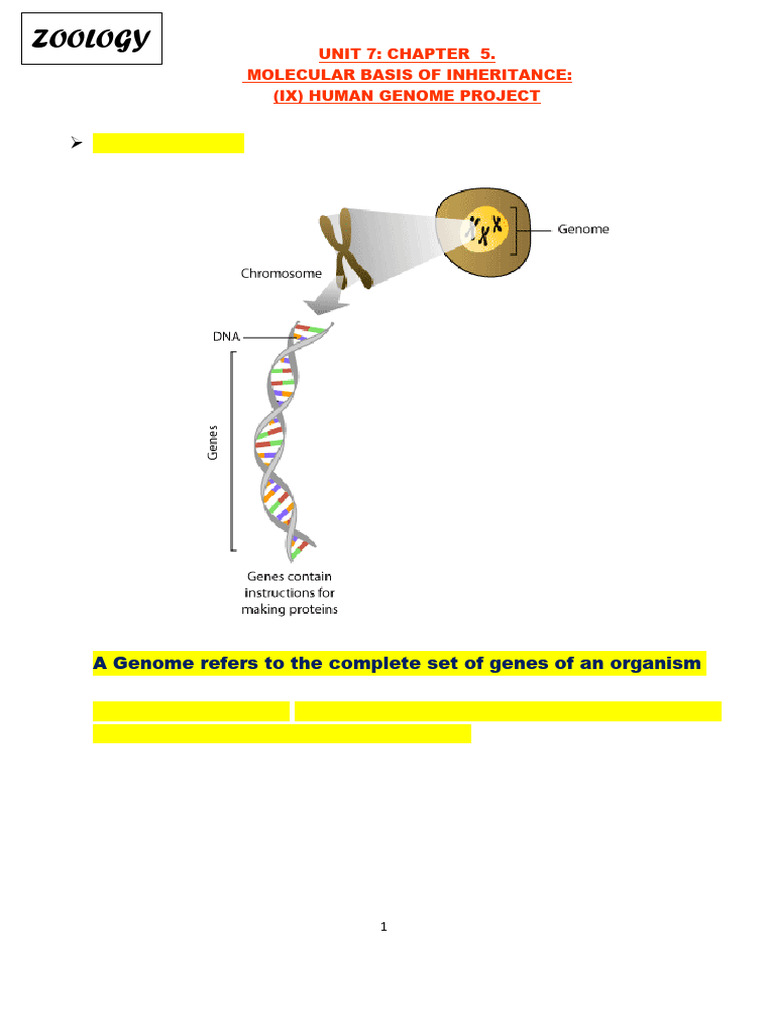 Human Genome Project | PDF