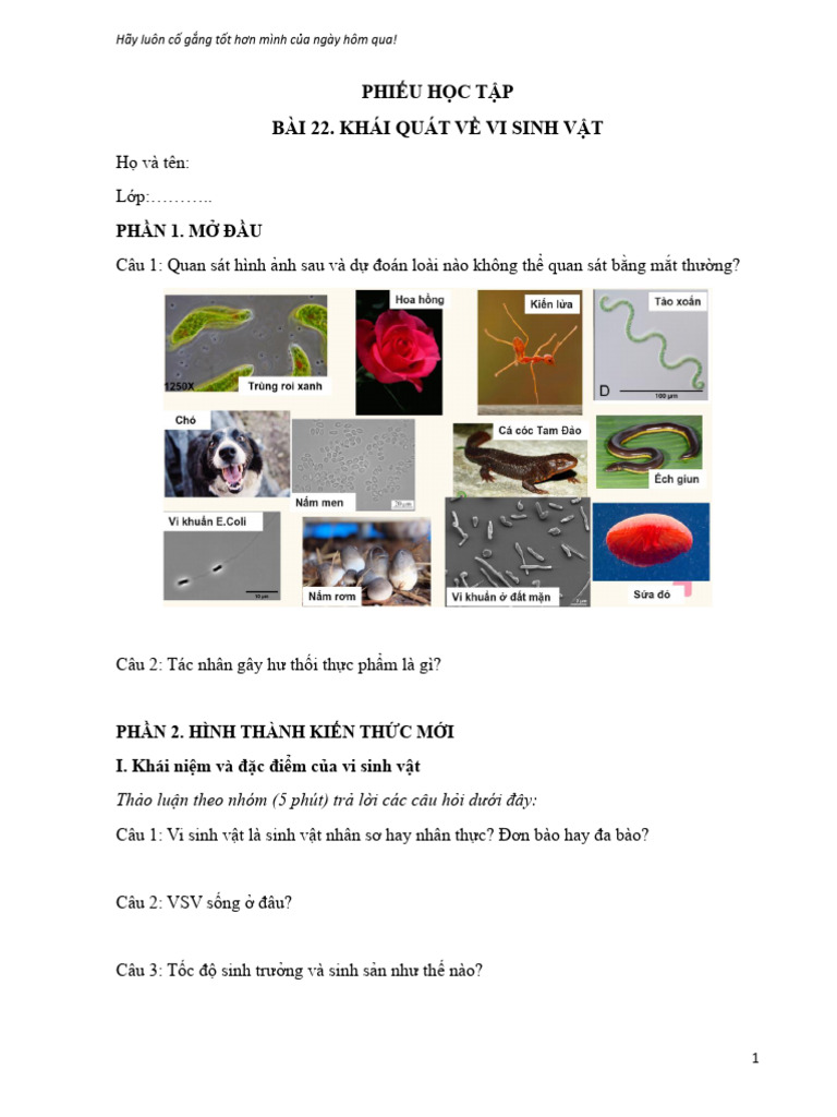 PHIẾU HỌC TẬP BÀI 22 - SINH 10 - CTST | PDF