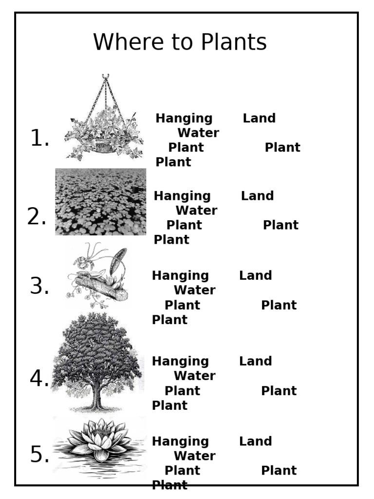 Where Do Plants Grow | PDF