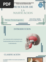 Músculos Constrictor y Rafe Faríngeo | PDF | Cabeza y cuello humanos ...