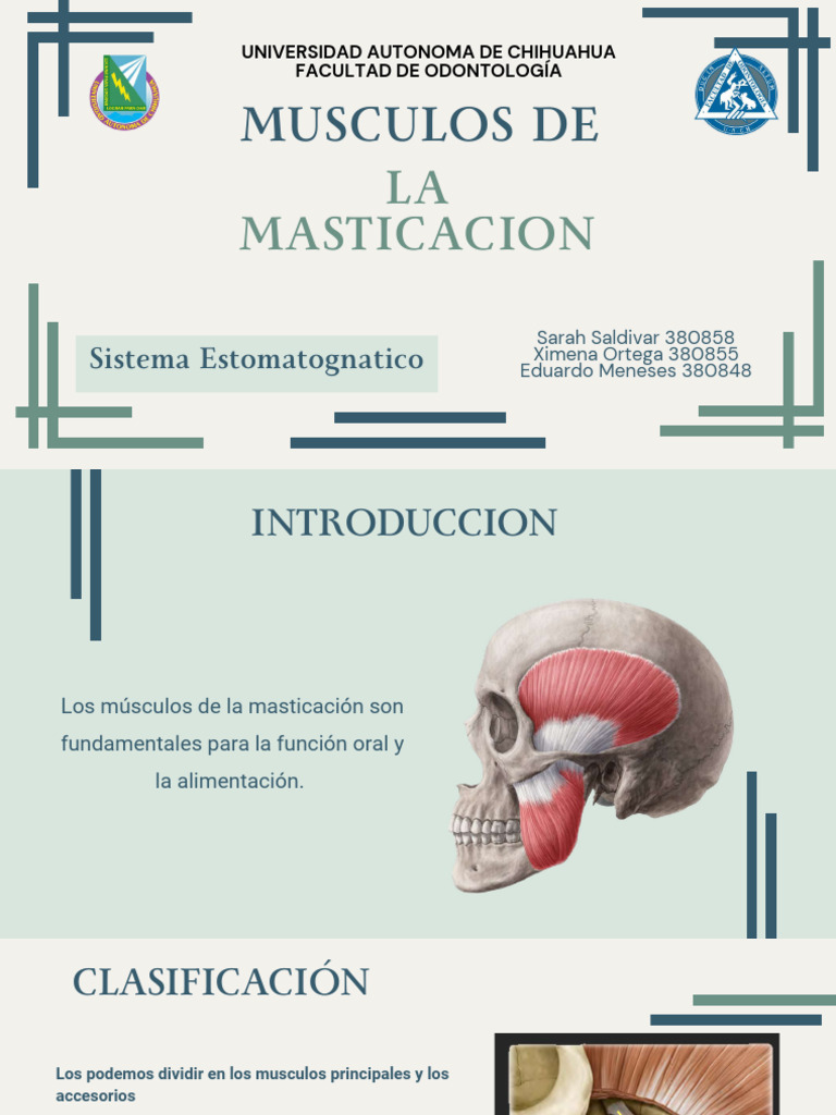 Musculos de (1) - Compressed | PDF | Anatomía humana | Cabeza y cuello ...