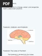 Human Brain | PDF | Self-Improvement