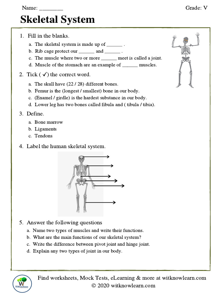 Grade 5 Skeletal System Worksheet | PDF