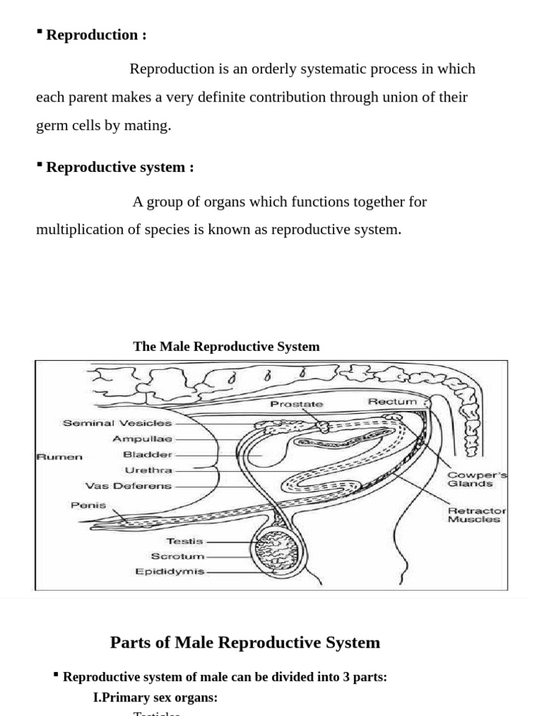 Bovine Male Reproductive Anatomy | PDF | Testicle | Luteinizing Hormone